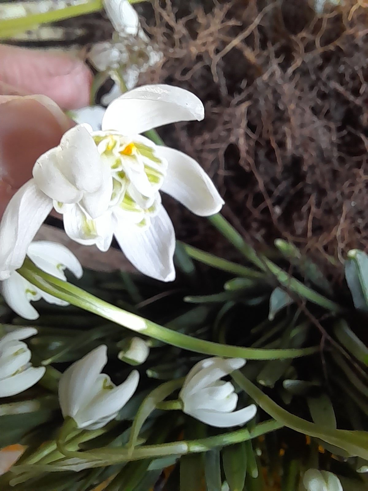 Sneeuwklokje Galanthus nivalis 'Flora Pleno' (per 10 stuks ...